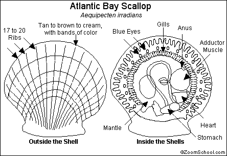 Silence sings..........: Information on Scallop